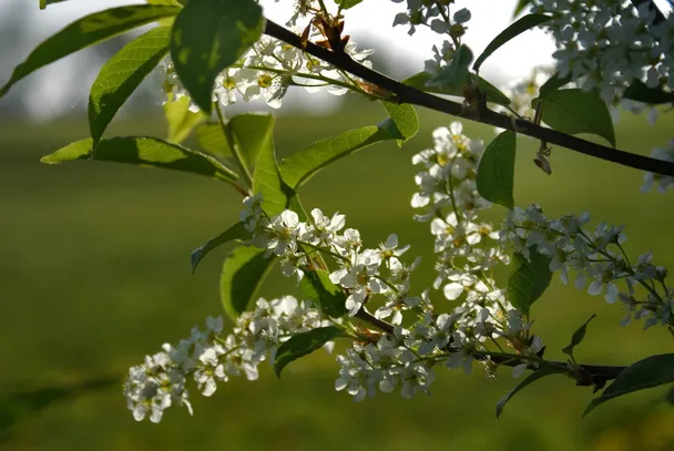 Ziele ruty – właściwości lecznicze i zastosowanie – BonaVita ...