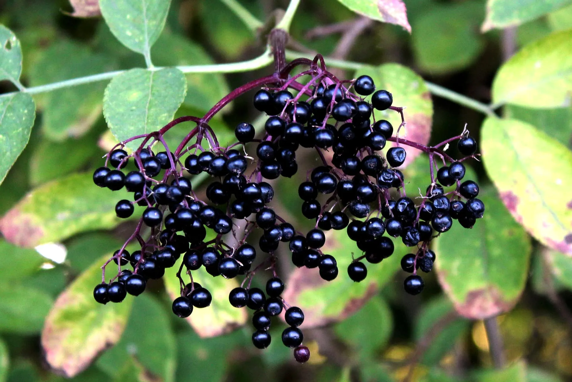 Sok z czarnego bzu. Lecznicze właściwości, zastosowanie oraz ...