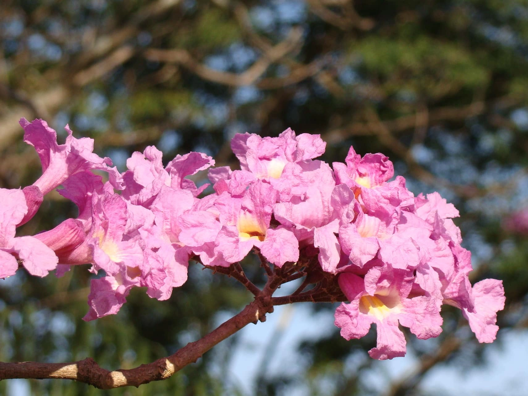 Lapacho – właściwości. Kora i herbata lapacho :BonaVita – Profesjonalny ...